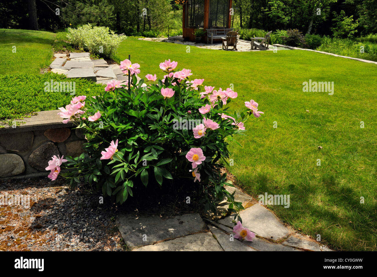 Flowering peony at edge of lawn, Greater Sudbury, Ontario, Canada Stock ...