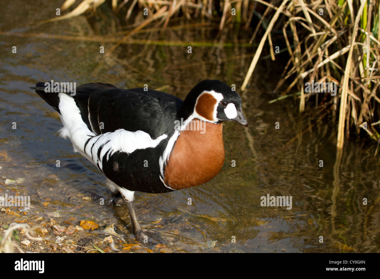 Red Breasted Goose (Branta ruficollis Stock Photo - Alamy