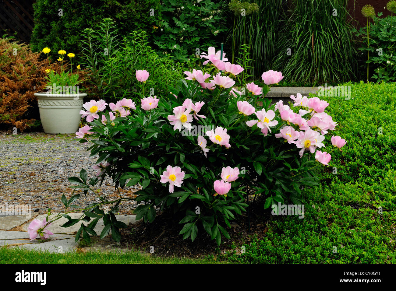 Flowering peony at edge of lawn, Greater Sudbury, Ontario, Canada Stock ...