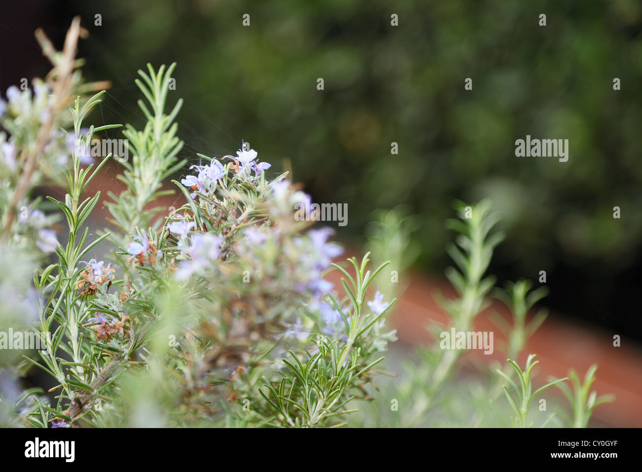 Rosemary bloom hi-res stock photography and images - Alamy