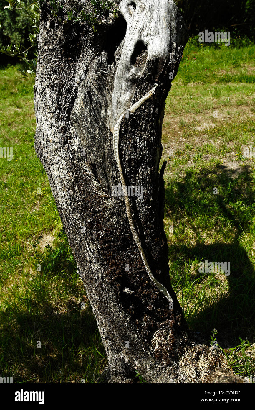 Snake skin in Olive tree, Ripabella Tuscany Italy Stock Photo - Alamy
