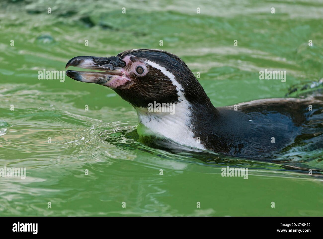 Humboldt Penguin (Spheniscus humboldti), or Peruvian Penguin, or ...