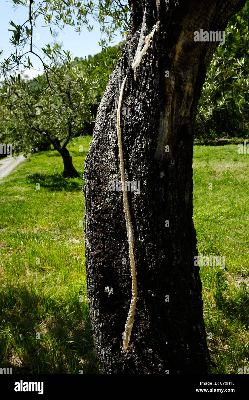 Snake skin in Olive tree, Ripabella Tuscany Italy Stock Photo - Alamy