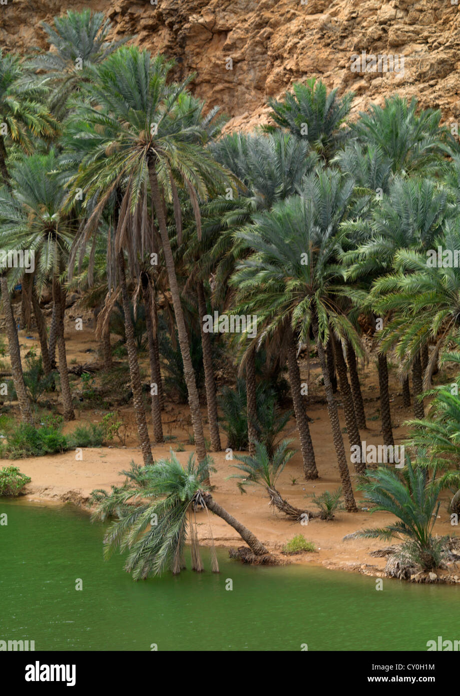 Palm Trees In Wadi Shab, Muscat, Oman Stock Photo - Alamy