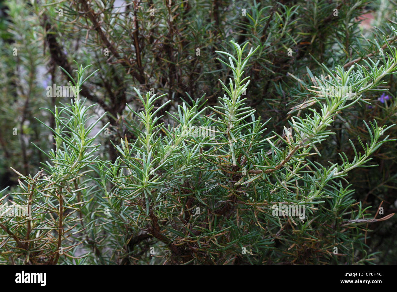 Medicinal plants mediterranean hi-res stock photography and images - Alamy