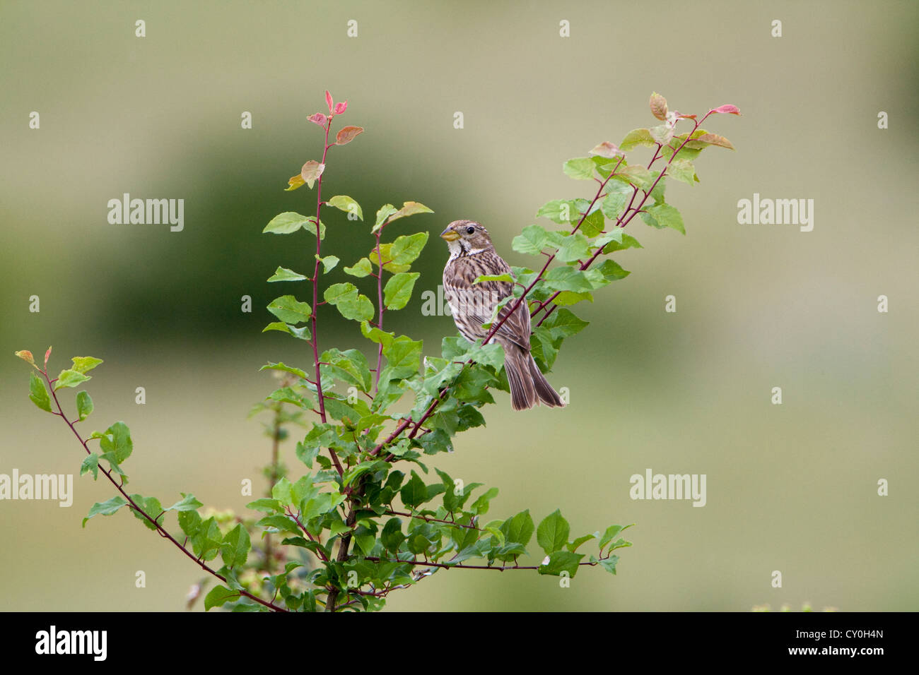 Corn; Bunting; Miliaria; calandra; perching in a bush Stock Photo - Alamy