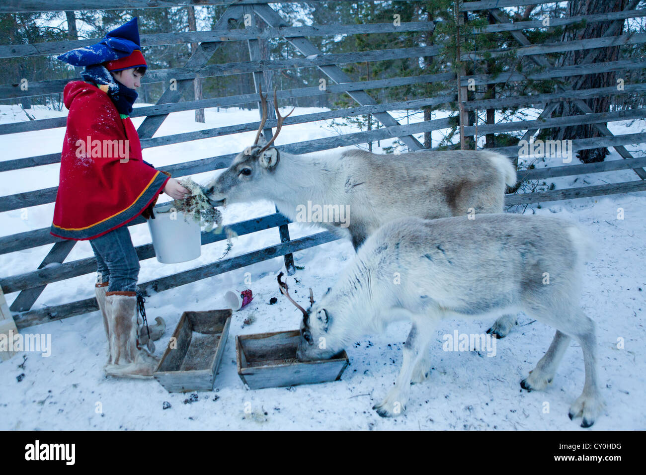 sami boy in lapland (Finland Stock Photo - Alamy