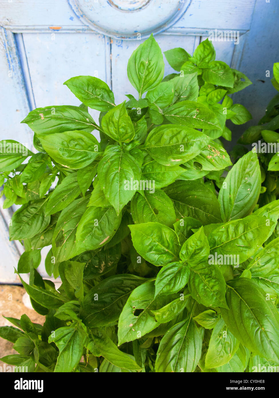 Mint growing against an old blue door, Crete, Greece Stock Photo - Alamy