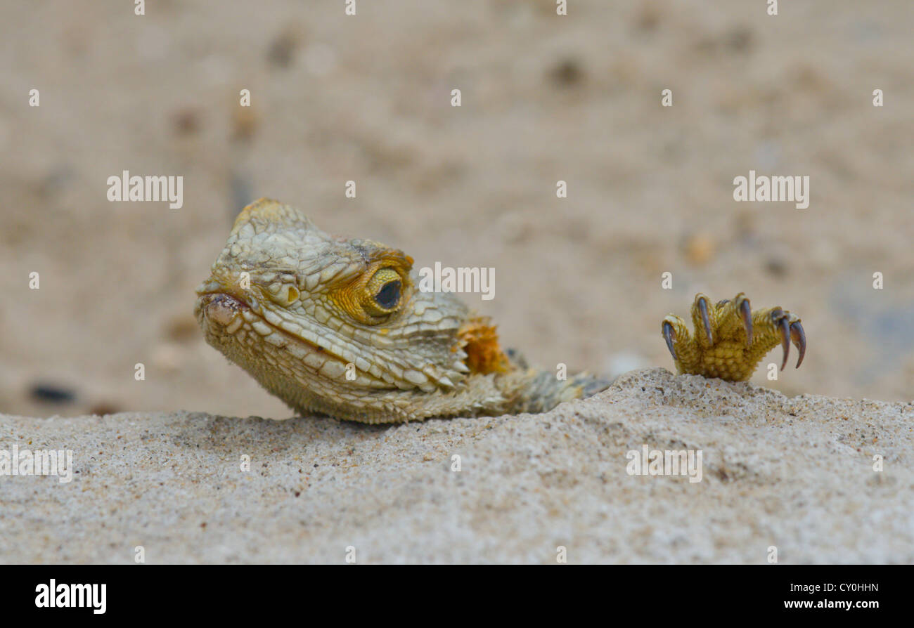 Starred Agama or Painted Dragon Lizard (Stellagama / Laudakia stellio ...