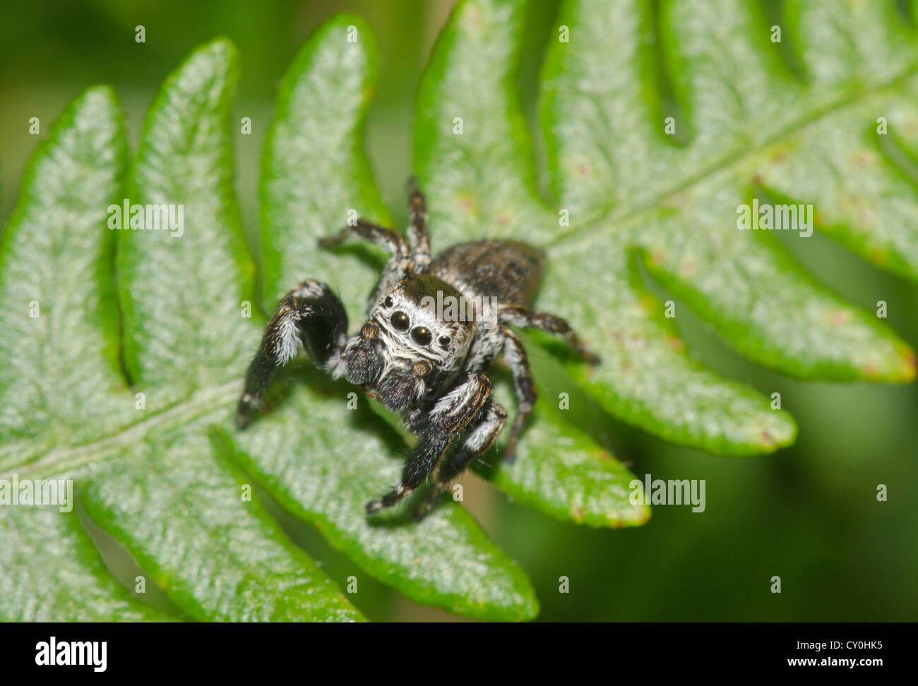 Male Jumping Spider (Evarcha arcuata) on Bracken. Sussex, UK Stock ...