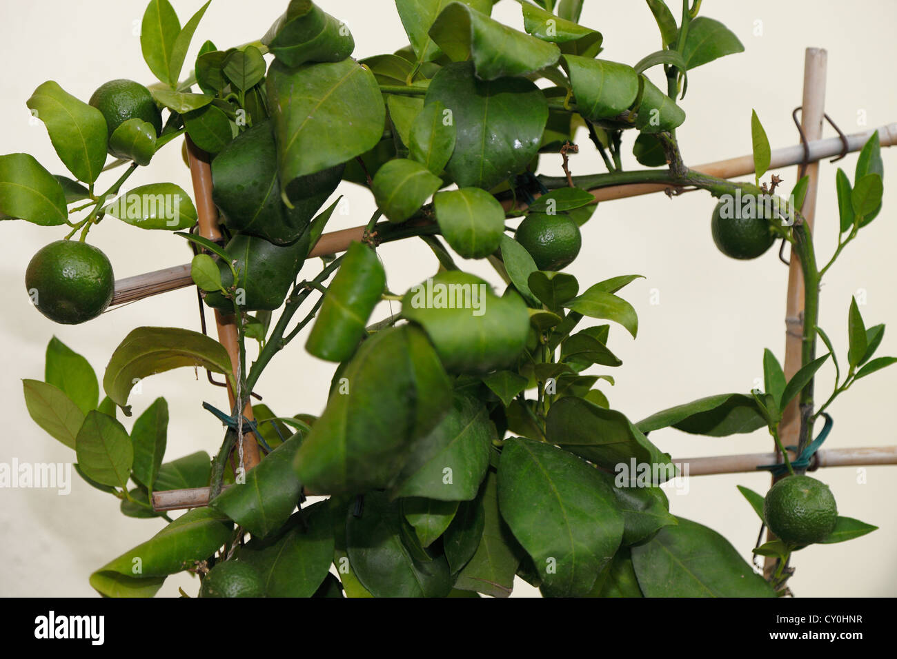 Citrus limetta hi-res stock photography and images - Alamy