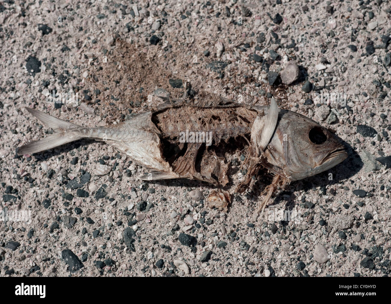Dead Fish Dried On The Beach, Masirah Island, Oman Stock Photo - Alamy