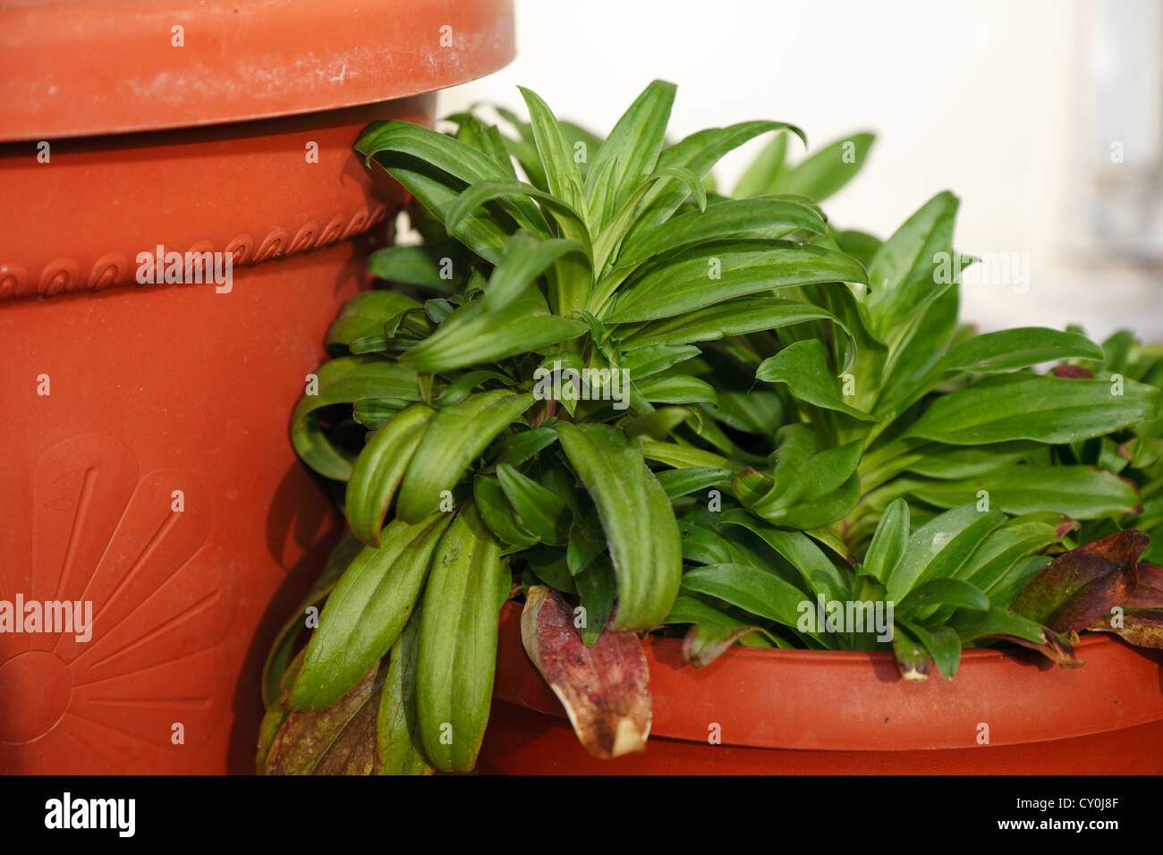 Free passion hi-res stock photography and images - Alamy