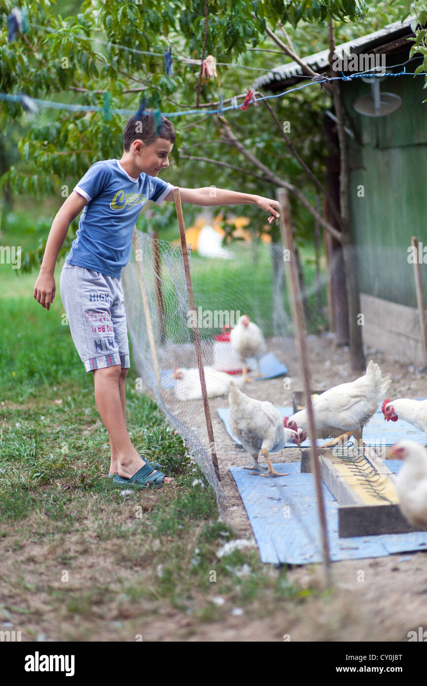 Full length portrait of a child feeding chickens in the countryside ...