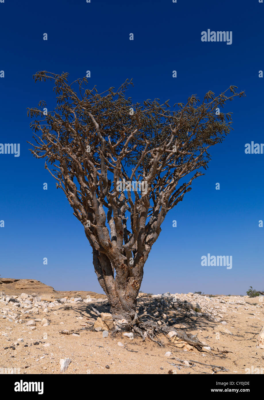 Frankincense tree hi-res stock photography and images - Alamy