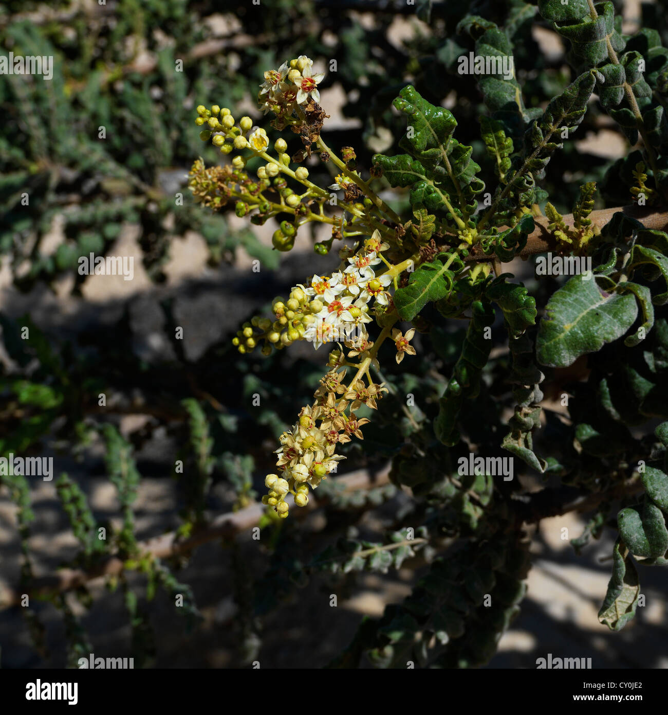 Omani flower hi-res stock photography and images - Alamy