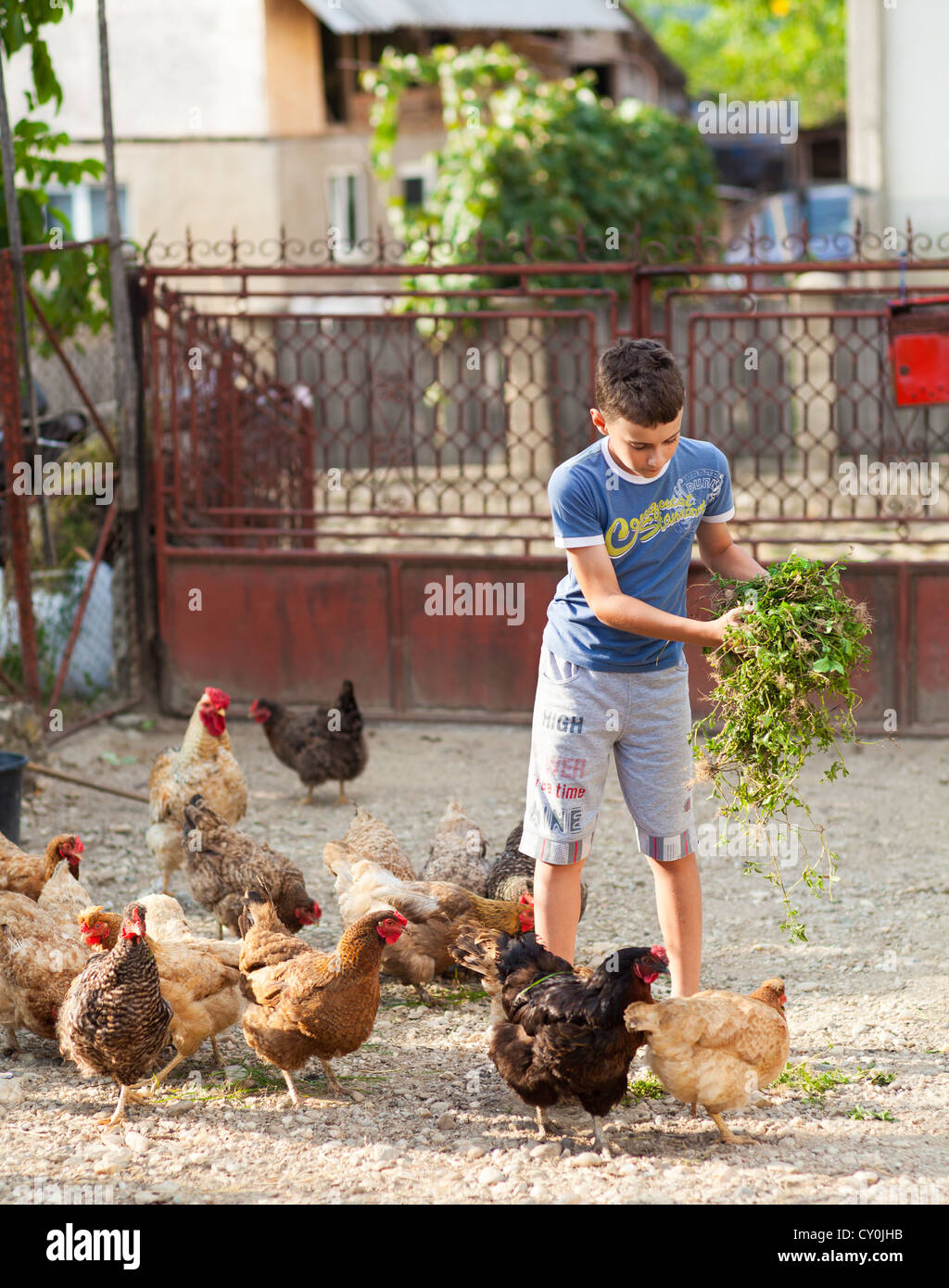 Full length portrait of a child feeding chickens in the countryside ...