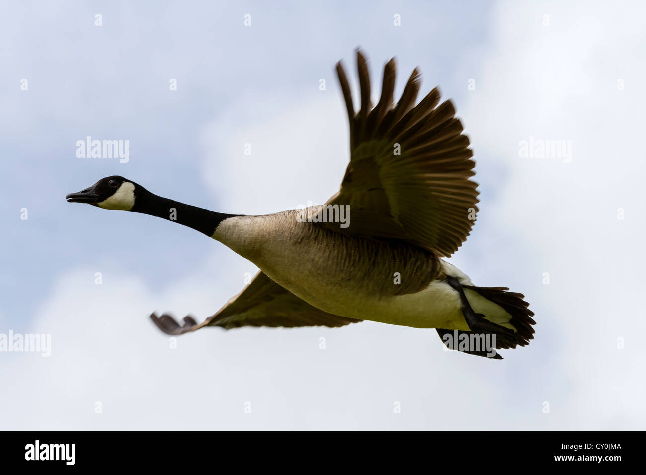 flying Canada goose Stock Photo - Alamy