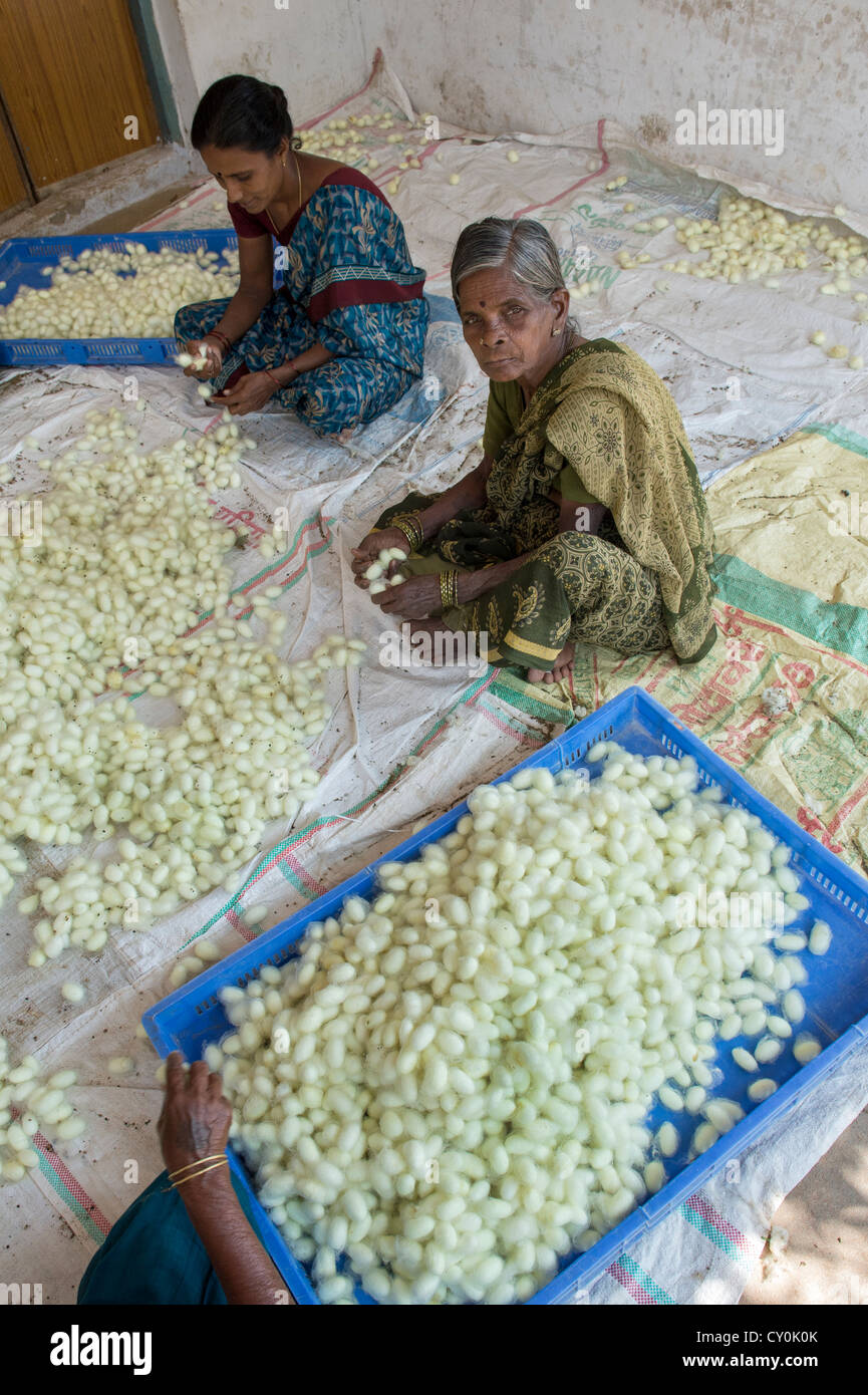 Indian women sorting silkworm cocoons in a rural Indian village. Andhra ...