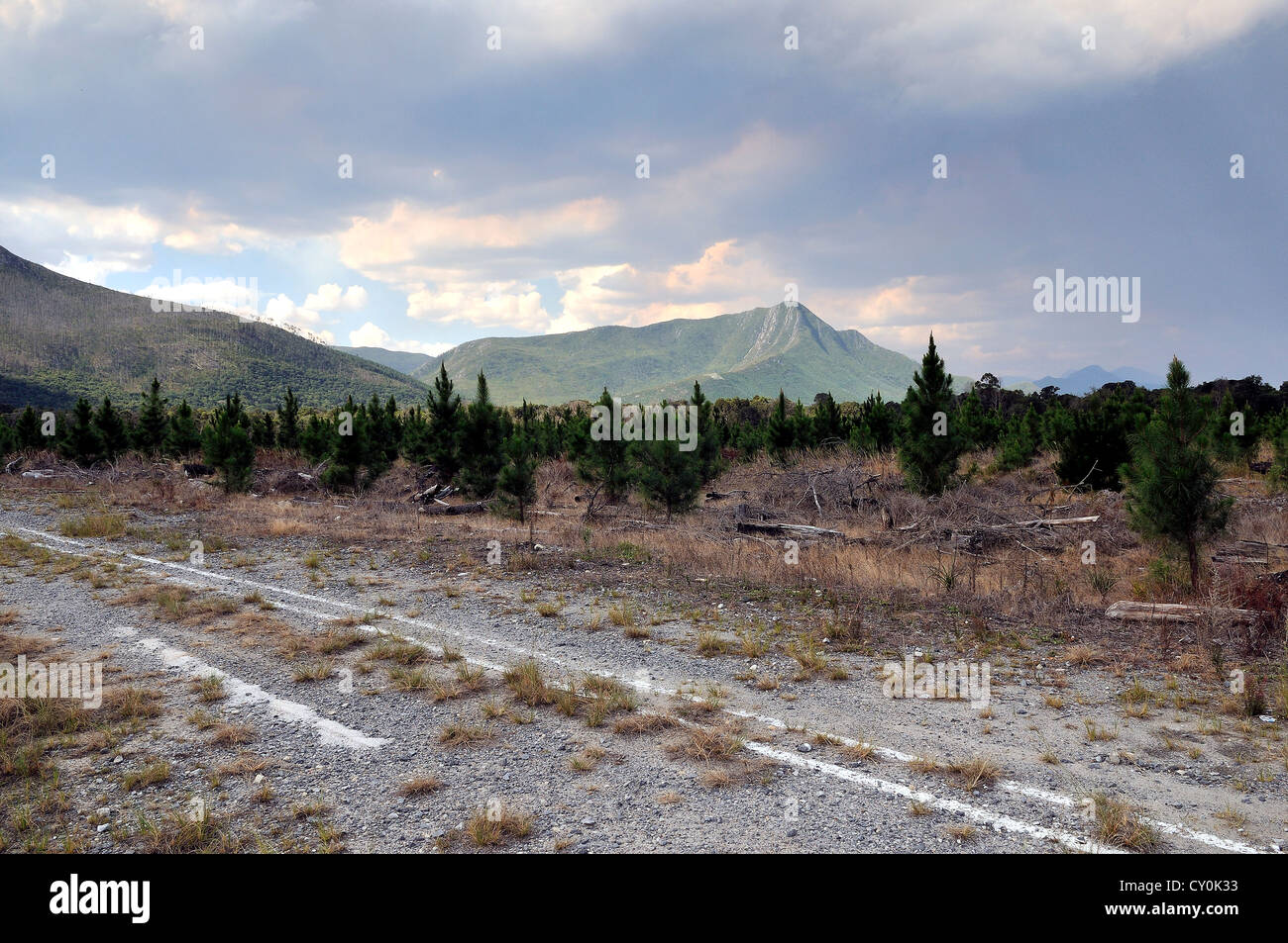 South African Landscape Fields, Trees and Mountains Stock Photo - Alamy
