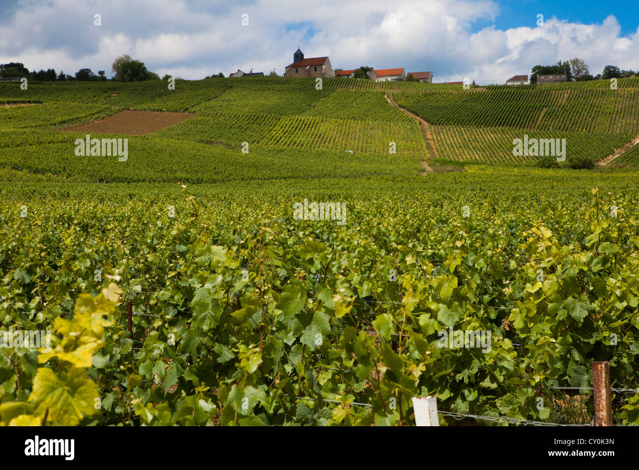 Grower champagne hi-res stock photography and images - Alamy