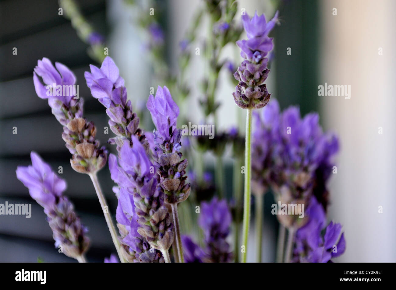 Close Up of Lavender Flower Stock Photo - Alamy