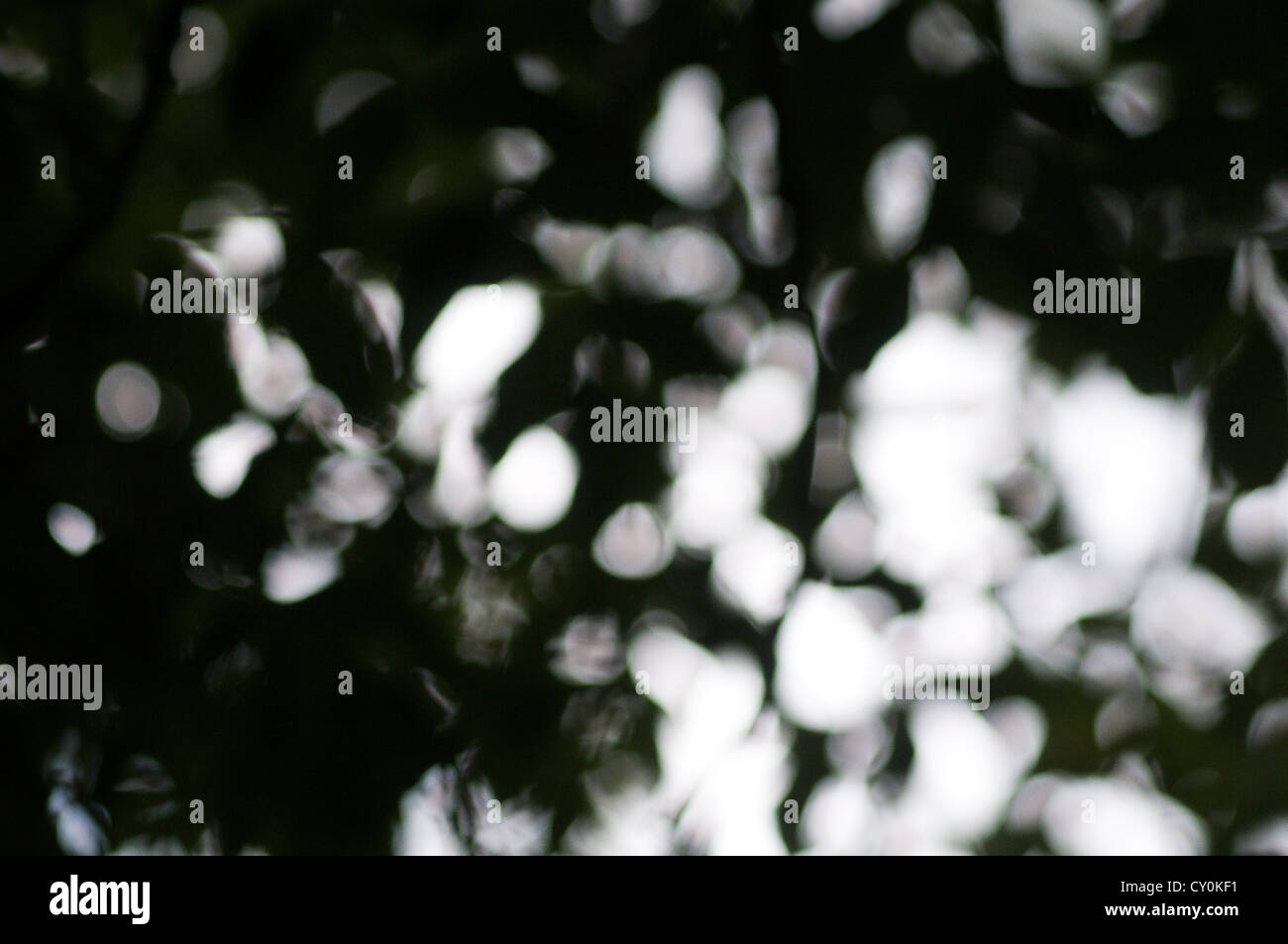 Light coming through trees hi-res stock photography and images - Alamy