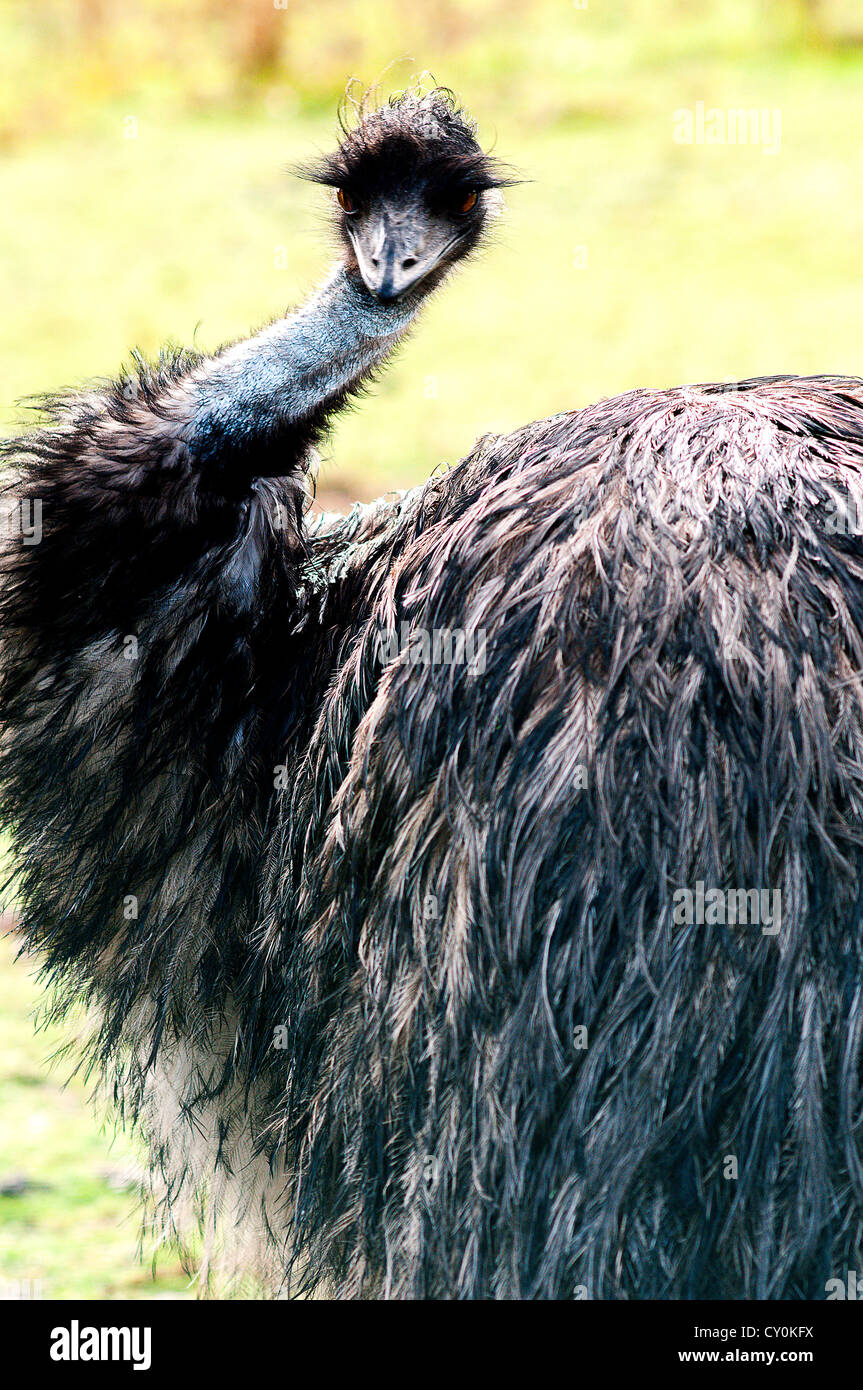 Emu feathers hi-res stock photography and images - Alamy