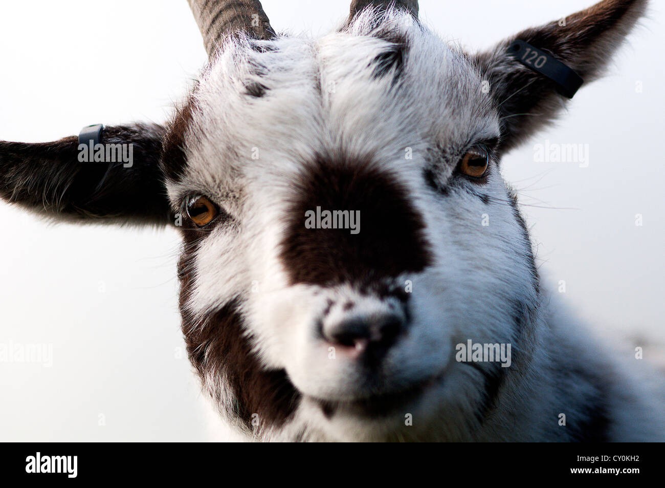 Close up head horns hi-res stock photography and images - Alamy