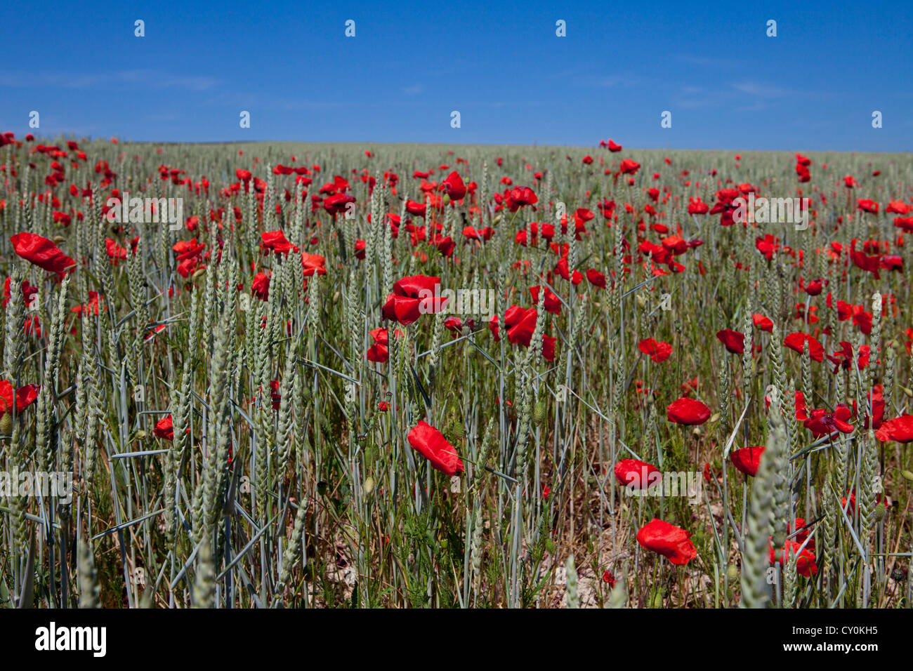 grain production in France Stock Photo - Alamy