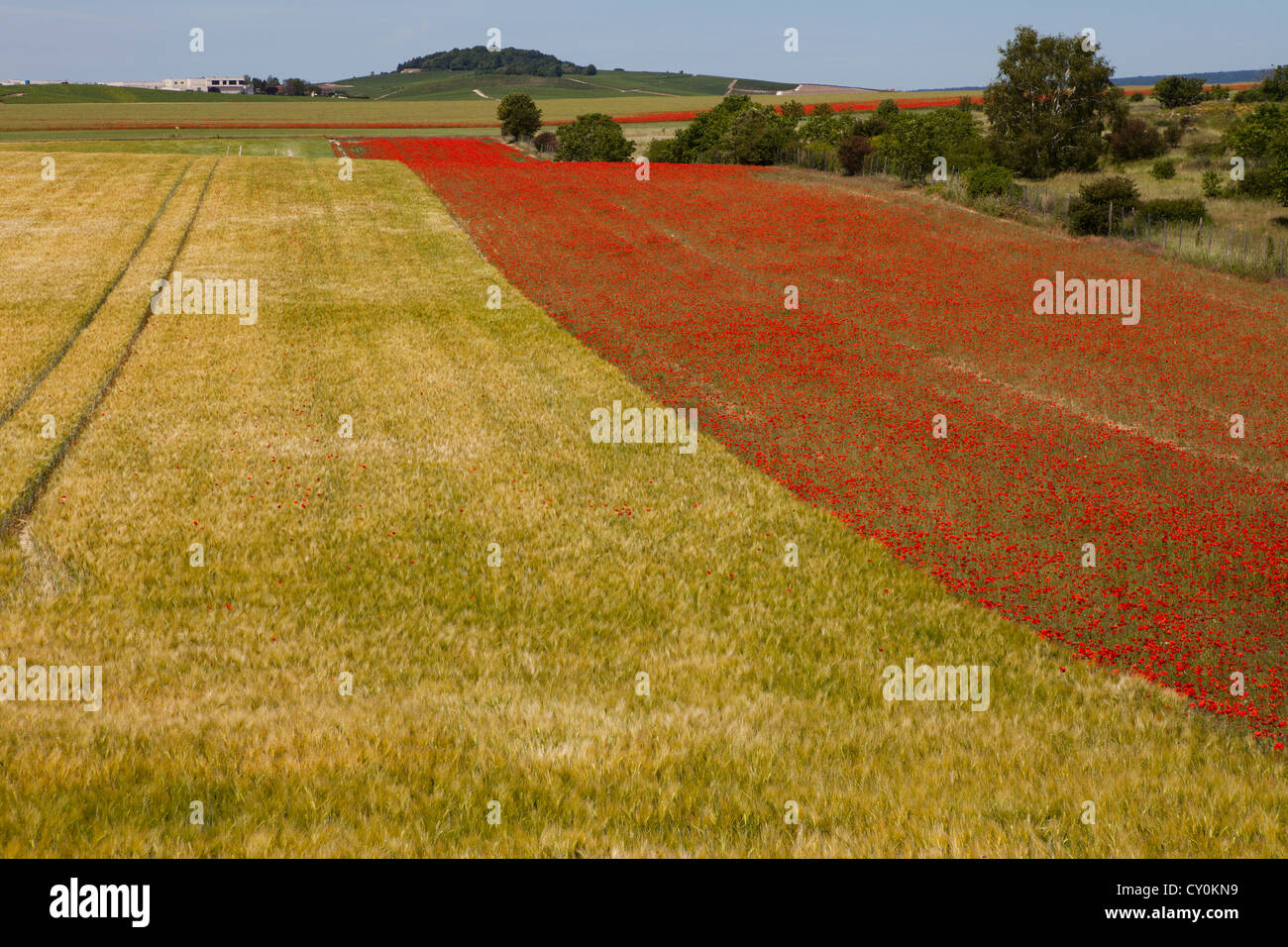 grain production in France Stock Photo - Alamy