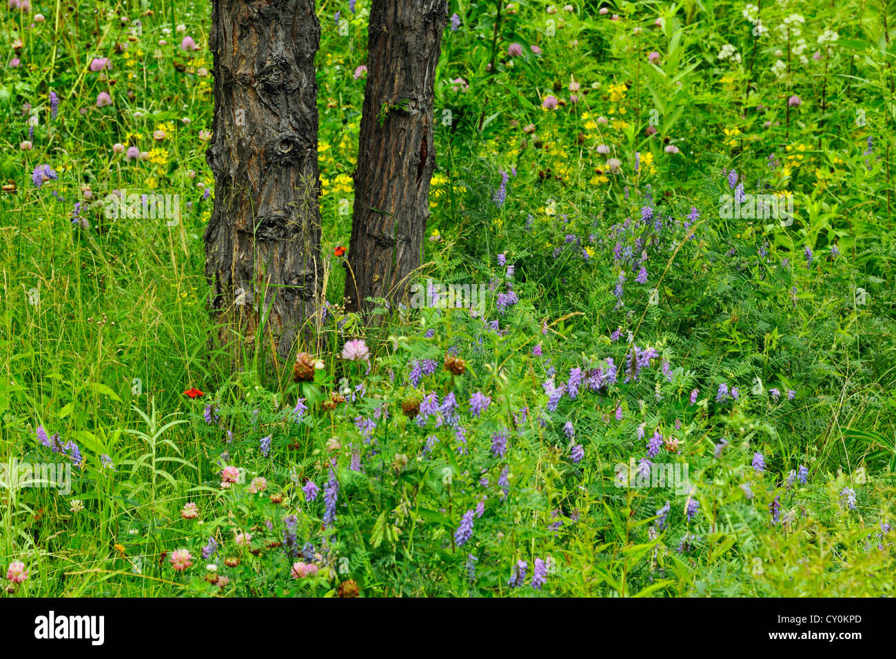 Cultivated Vetch High Resolution Stock Photography and Images - Alamy