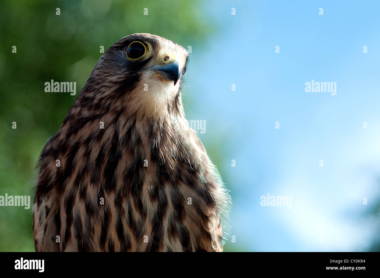Falcon close up hi-res stock photography and images - Alamy