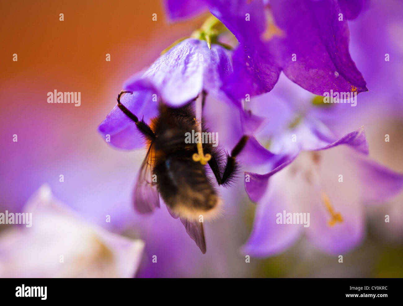 Spring insects hi-res stock photography and images - Alamy