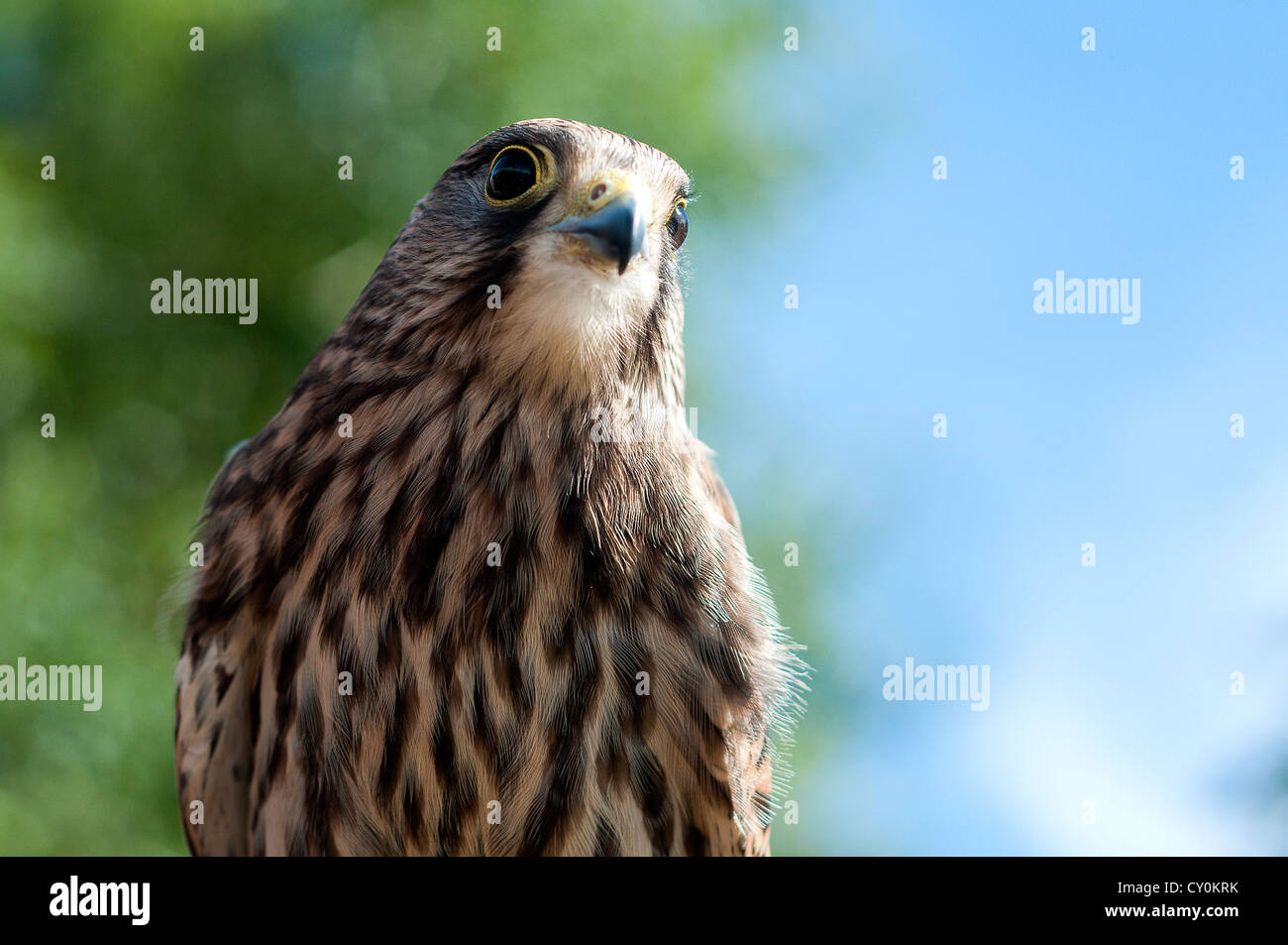 Close Up of Falcon Stock Photo - Alamy