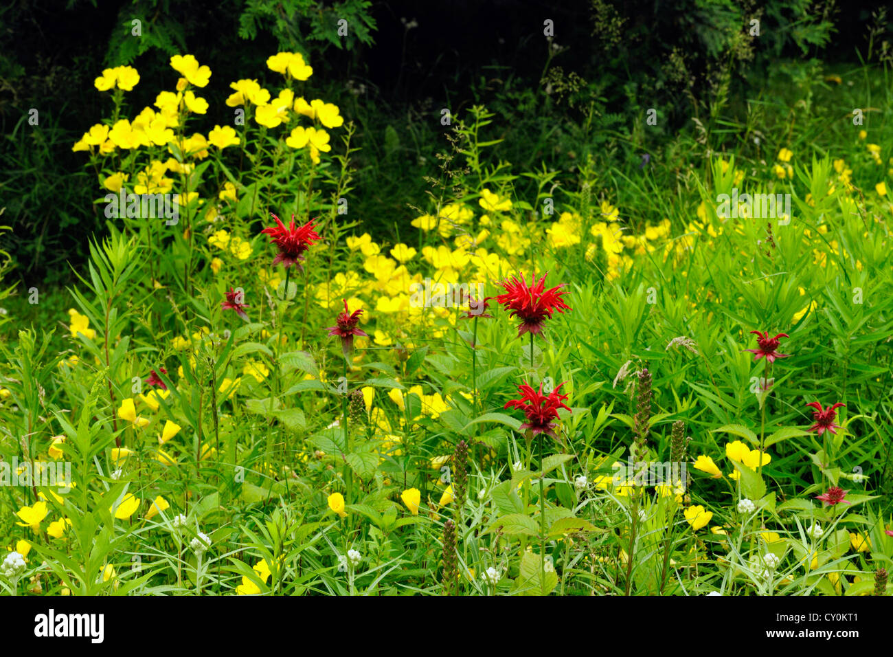 Primrose varieties hi-res stock photography and images - Alamy