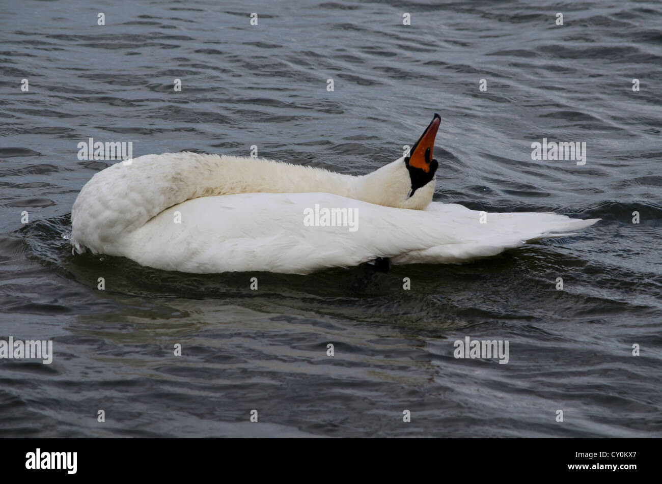 Swan floating on its back Stock Photo - Alamy