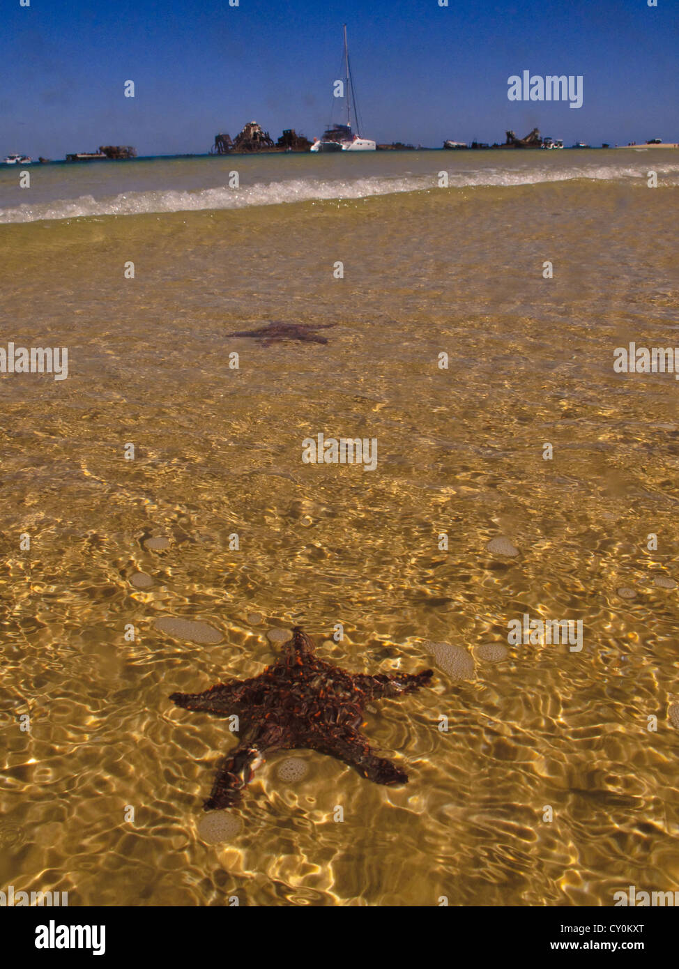 Starfish floating in waves with old hulls of shipwrecks in the distance ...
