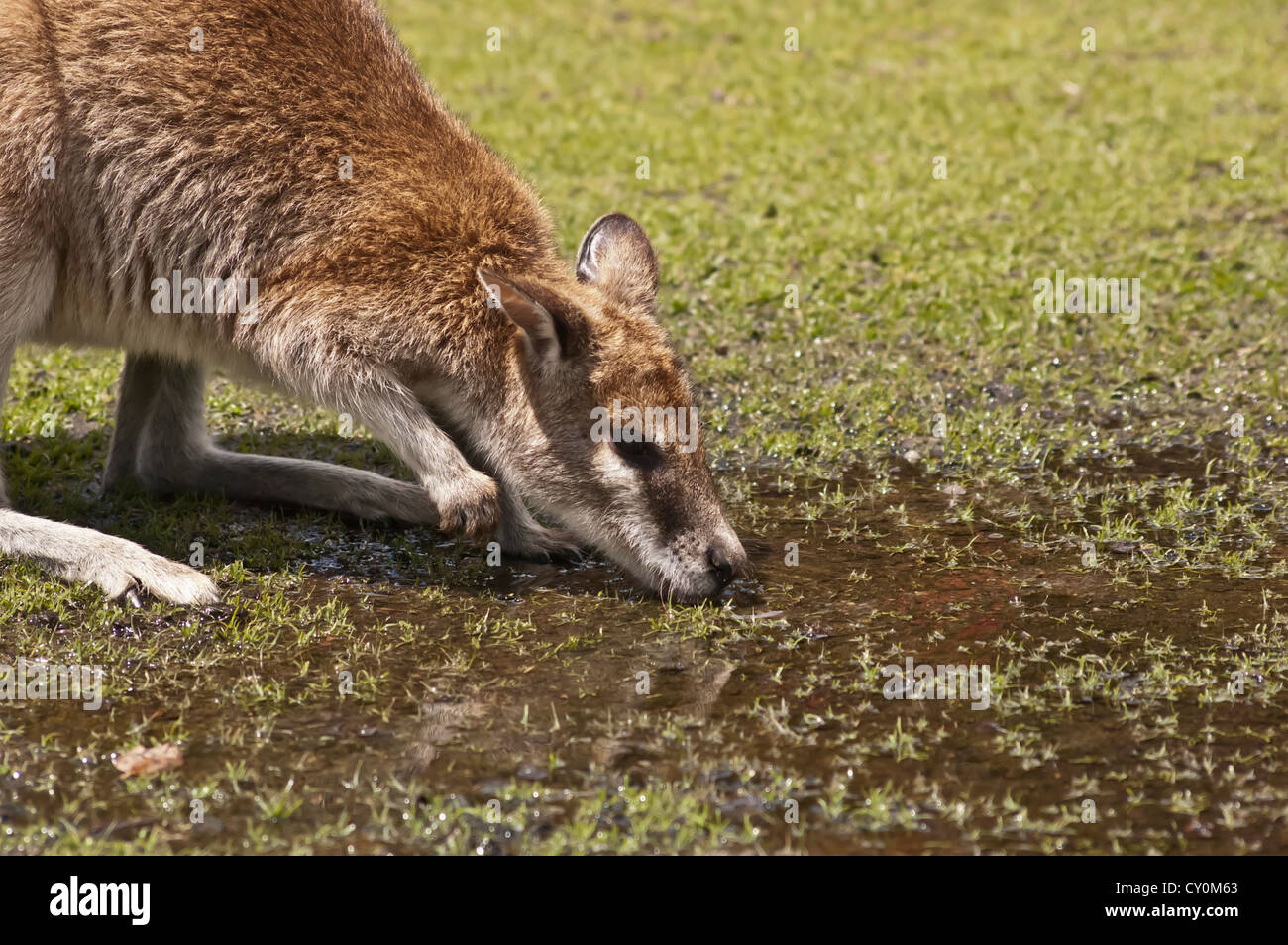 Kangaroo Drinking Water Stock Photo - Alamy