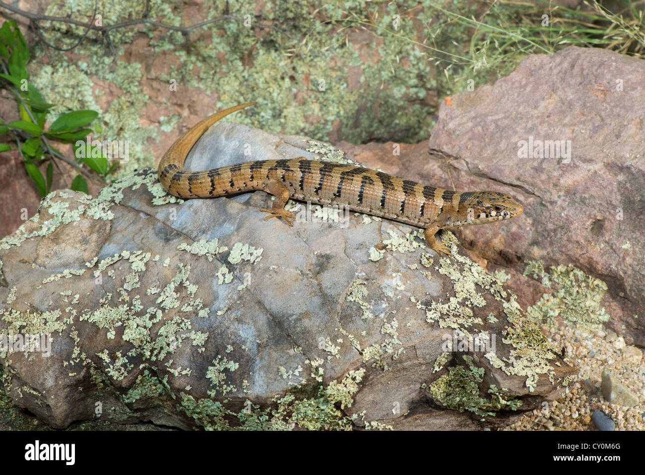 Madrean Alligator Lizard Elgaria kingii nobilis Huachuca Mountains ...