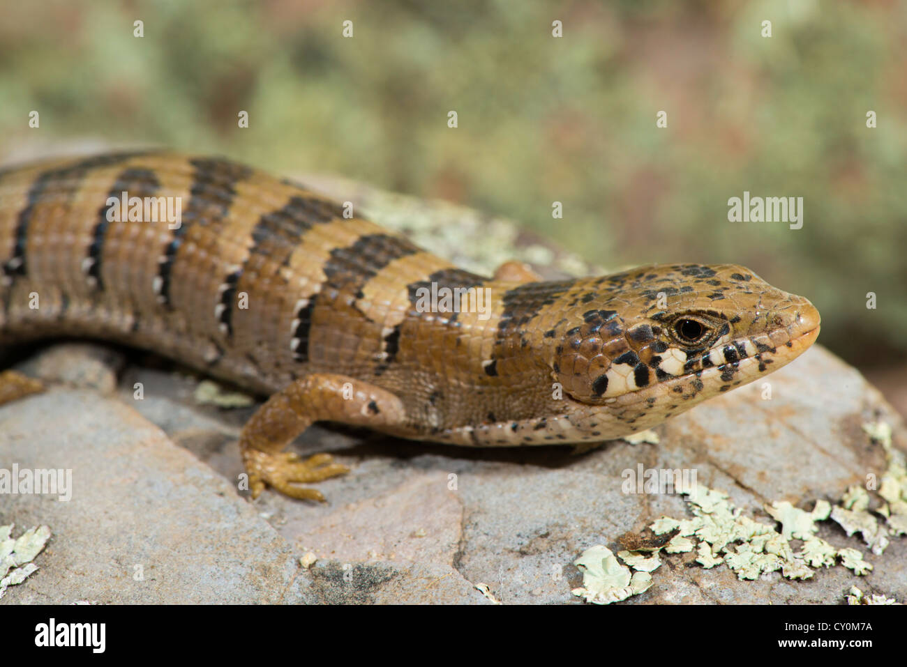 Madrean Alligator Lizard Elgaria kingii nobilis Huachuca Mountains ...