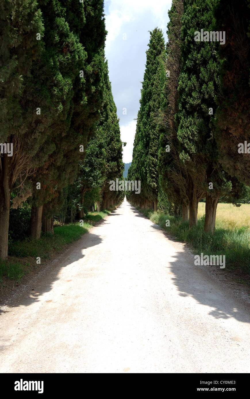 A Road With Trees Both Sides Stock Photo - Alamy