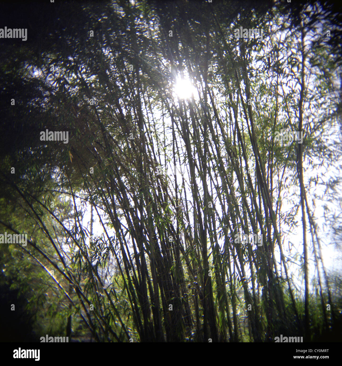 Sun Shining Between Think Trees Stock Photo - Alamy