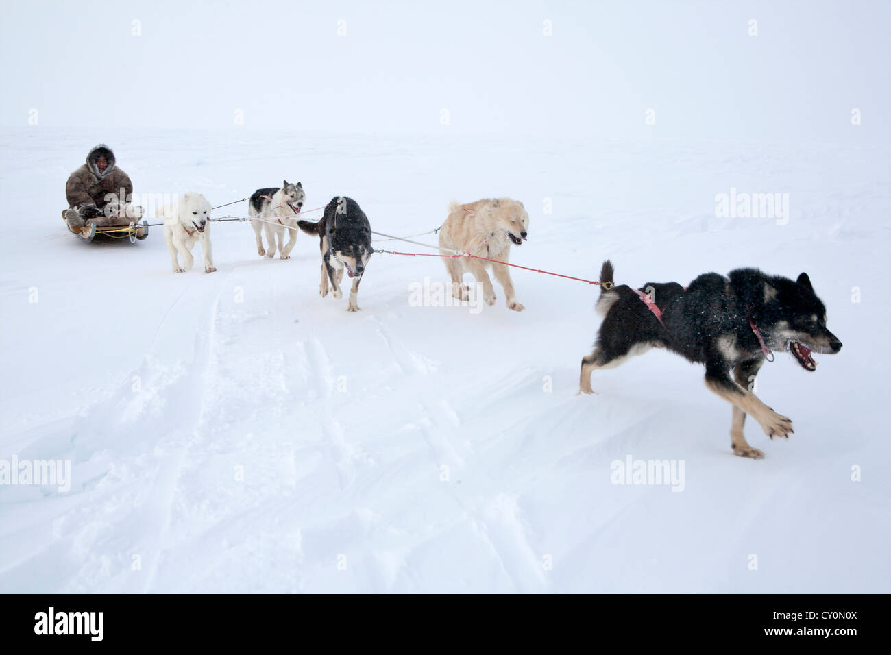 snow sled on the nroth pole Stock Photo - Alamy