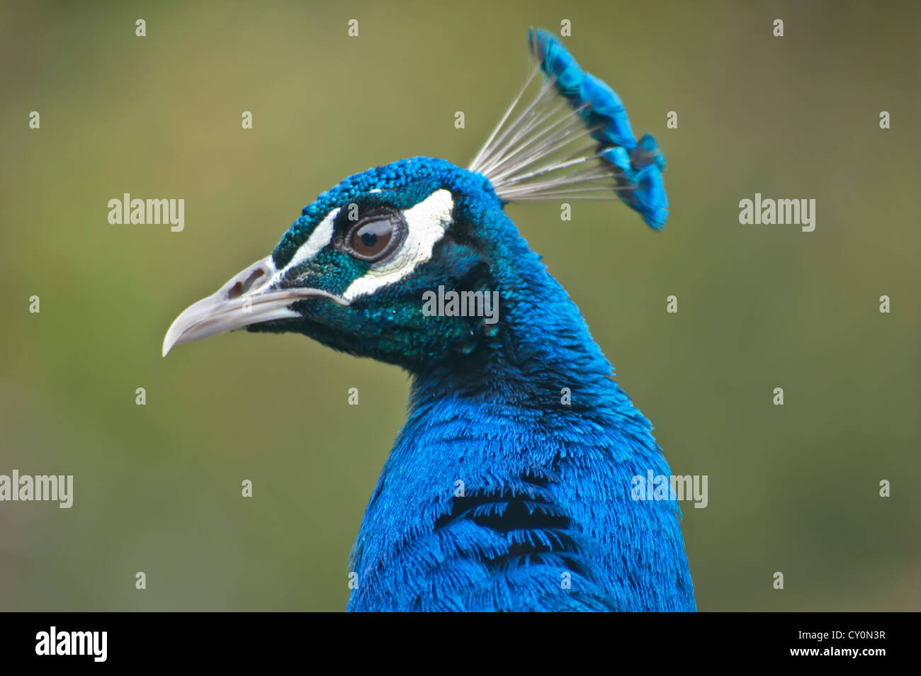 Close up Peacock Stock Photo - Alamy