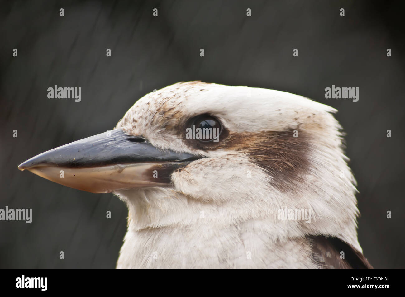 Close Up Kookaburra Stock Photo - Alamy