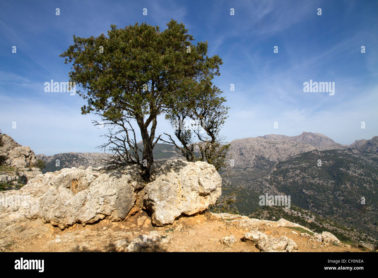Mallorca tree on mountain Balearic Spain Stock Photo - Alamy