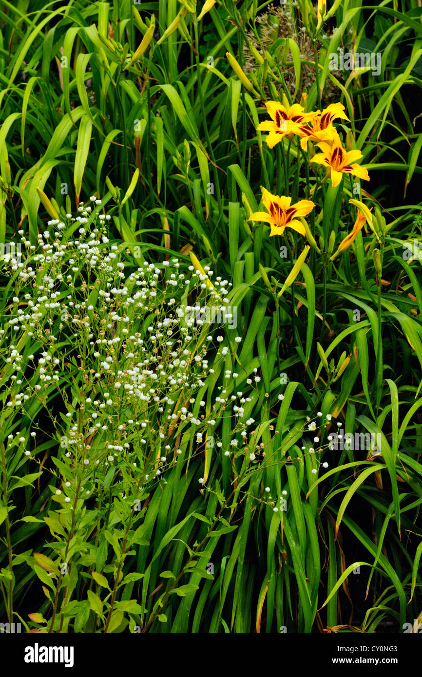 Naturalized garden embankment with day lilies, yarrow and Rudbeckia ...