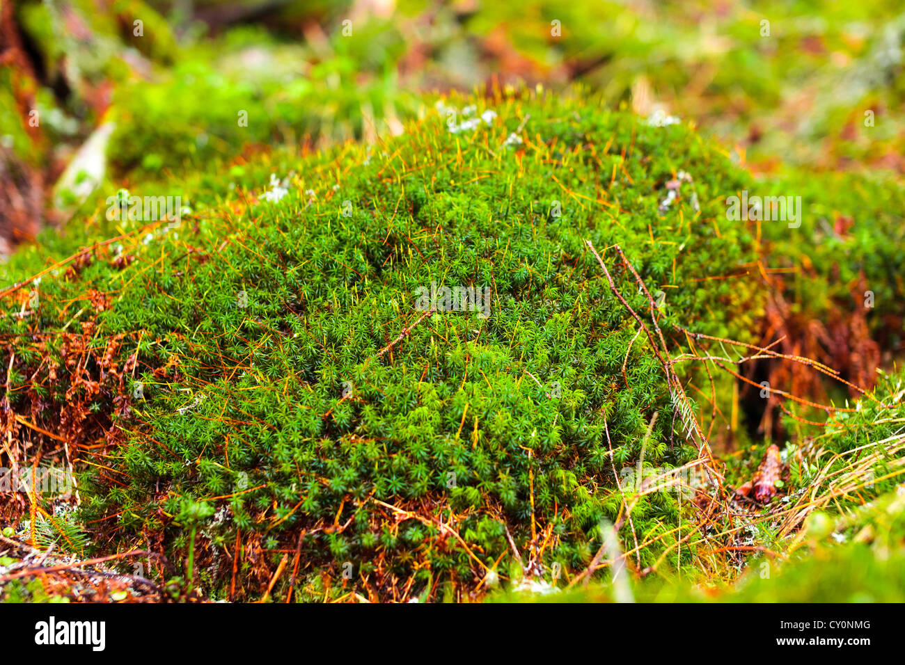 Fresh green moss in the woods Stock Photo - Alamy