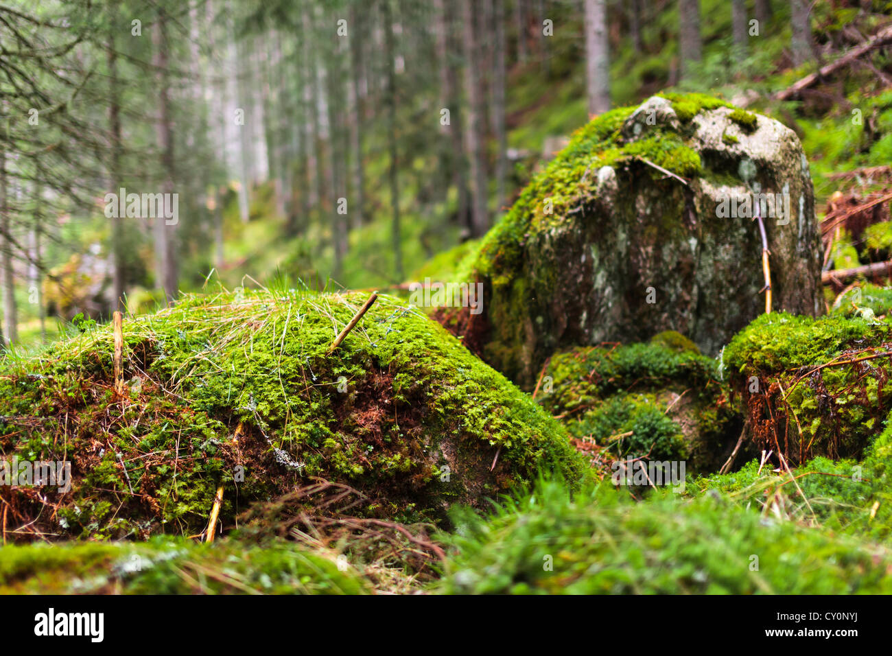 Rocks covered with green moss in a coniferous forest Stock Photo - Alamy